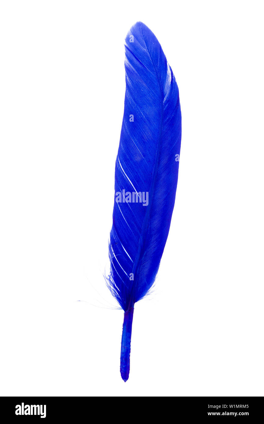 natural blue feather isolated on white background Stock Photo - Alamy