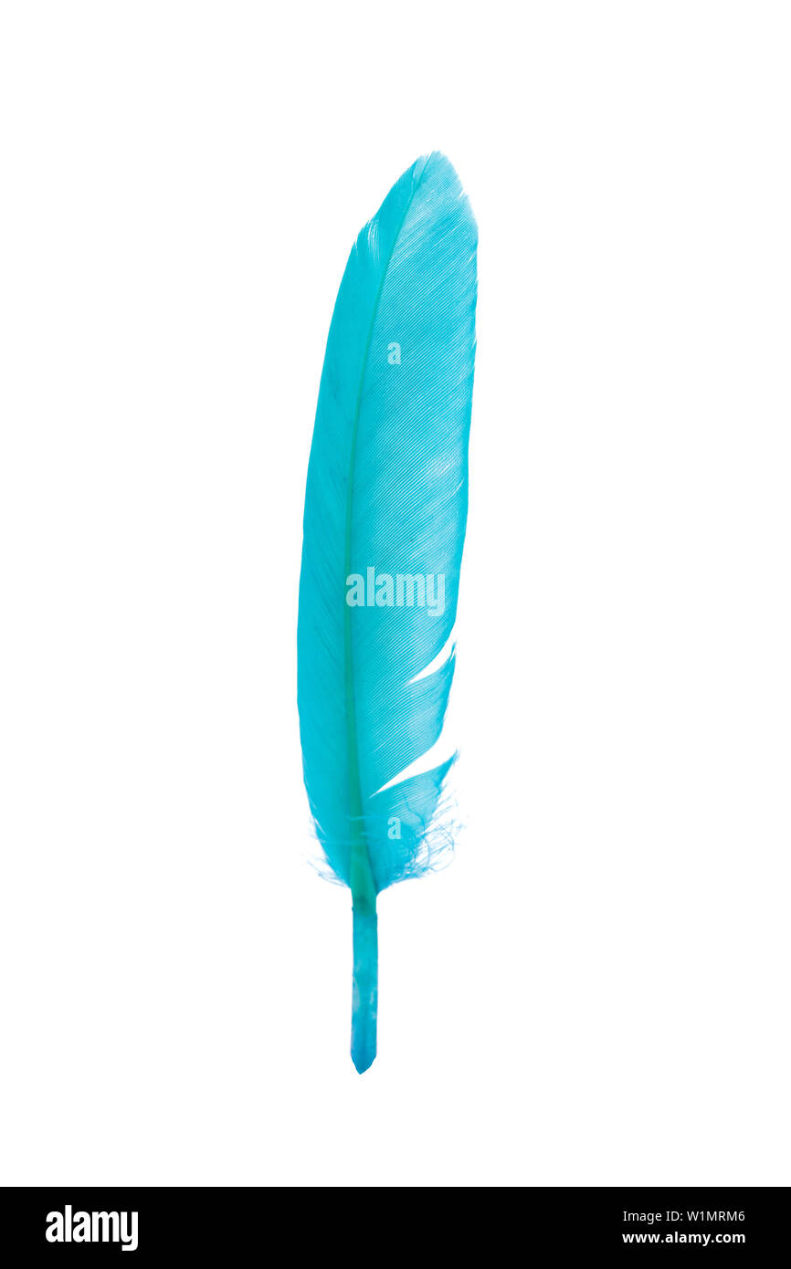 natural blue feather isolated on white background Stock Photo - Alamy