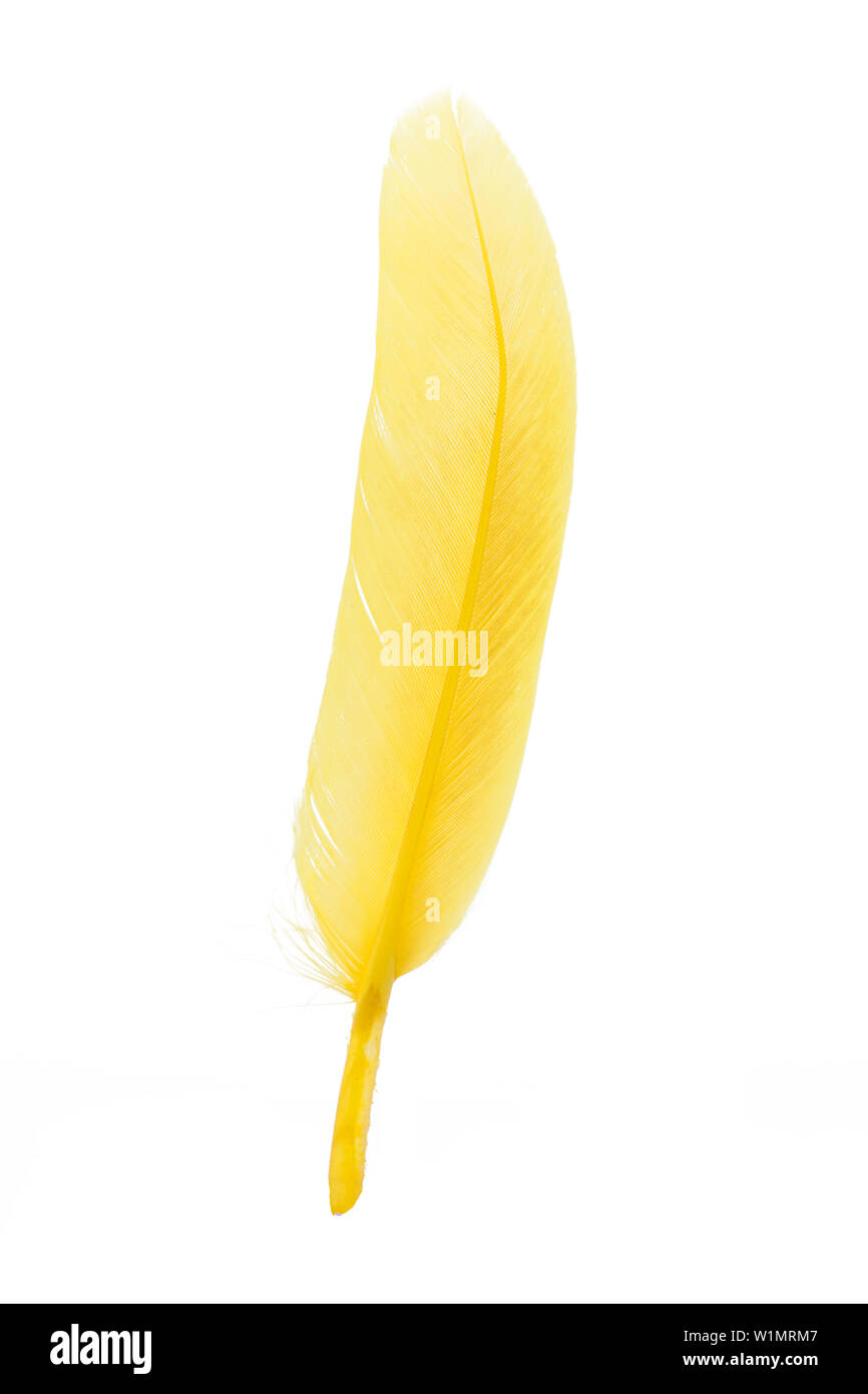 natural yellow feather isolated on white background Stock Photo - Alamy