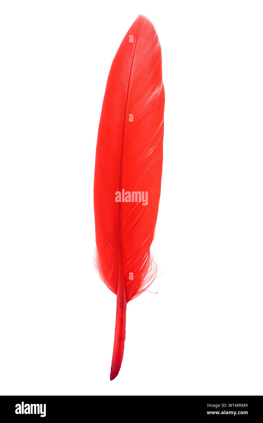 natural red feather isolated on white background Stock Photo - Alamy