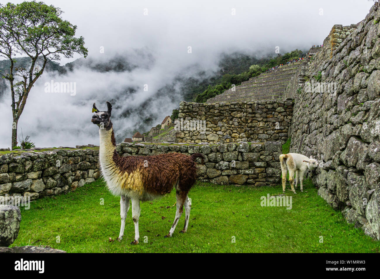 Two llamas in Machu Picchu in the morning, Peru Stock Photo - Alamy