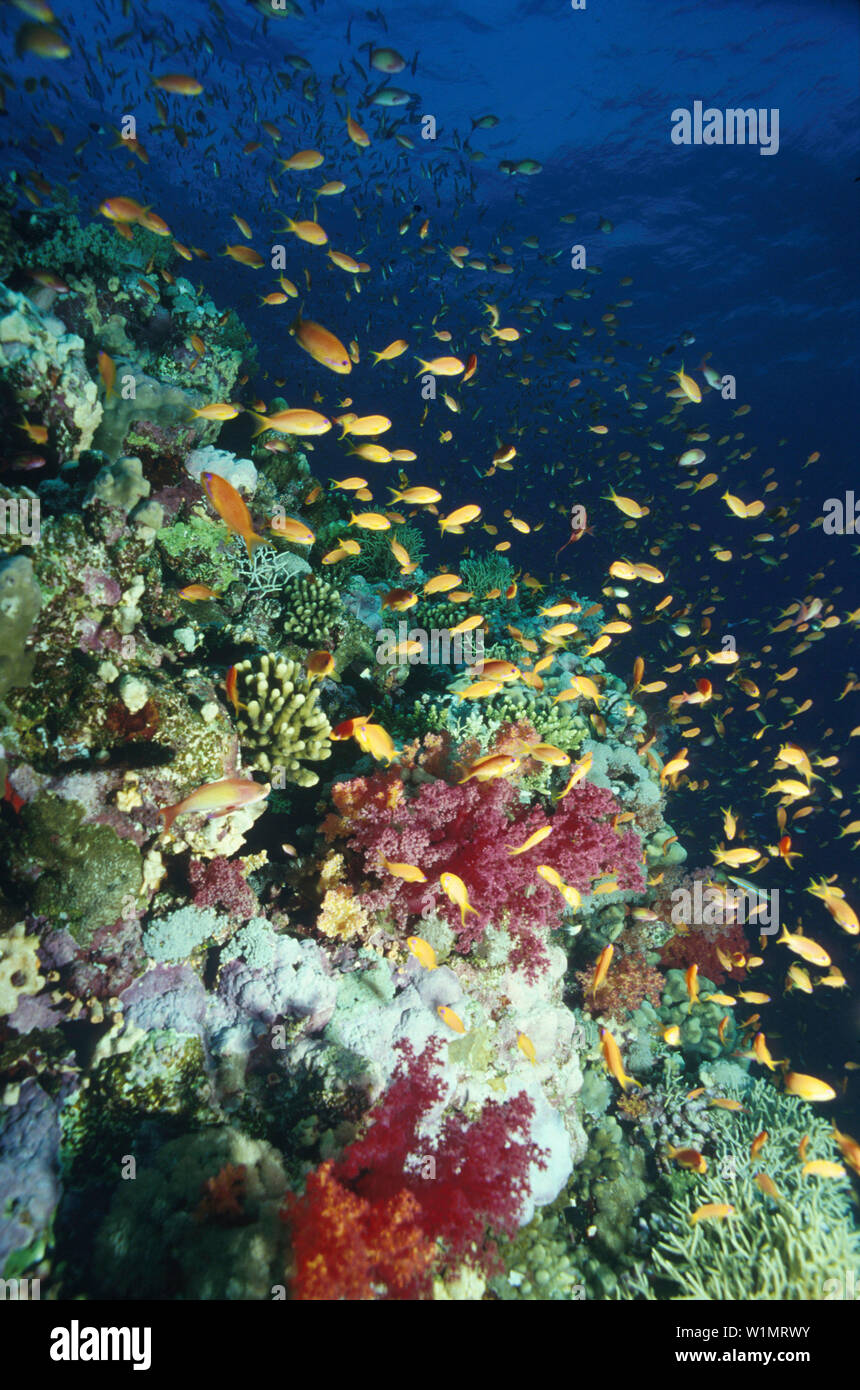 Rotes meer riff hi-res stock photography and images - Alamy