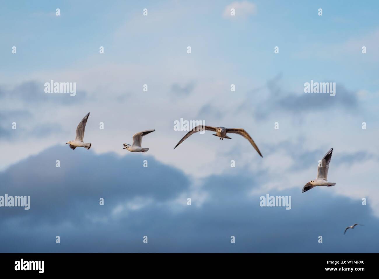 flight soar bird flock sky Stock Photo - Alamy