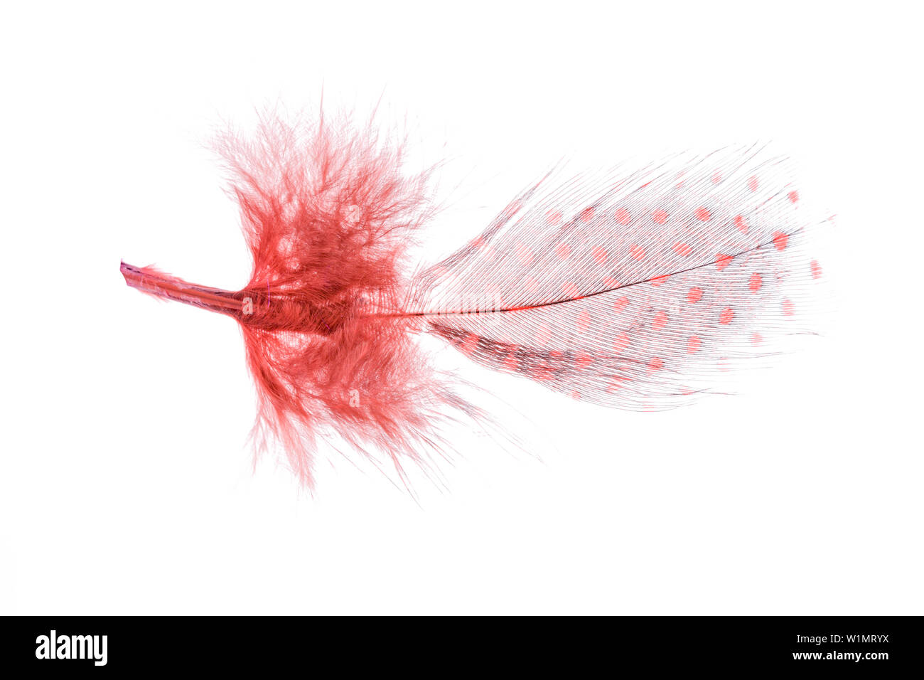 natural red feather isolated on white background Stock Photo - Alamy
