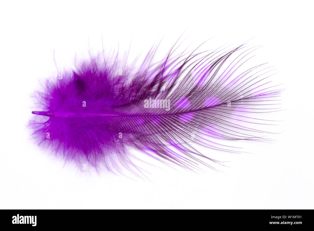 Feather boa on white Cut Out Stock Images & Pictures - Alamy