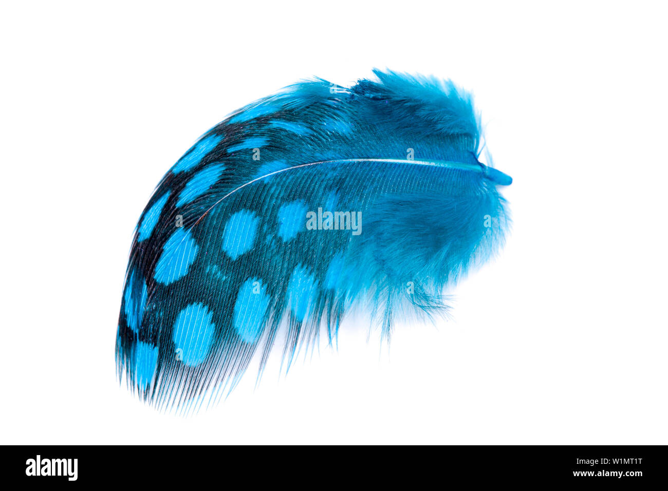 natural blue feather isolated on white background Stock Photo - Alamy