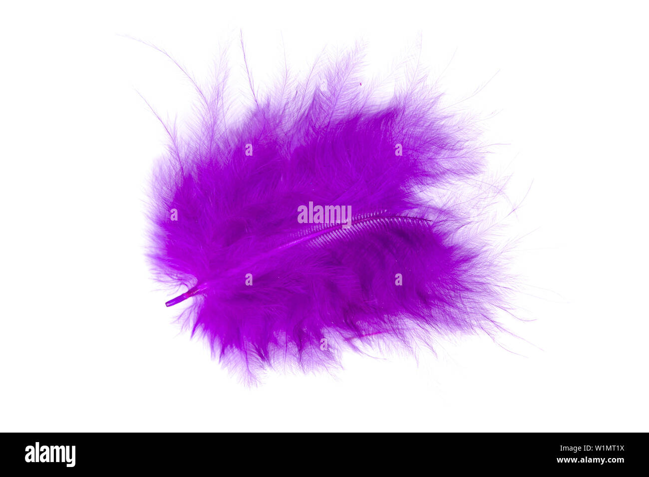 natural violet feather isolated on white background Stock Photo - Alamy