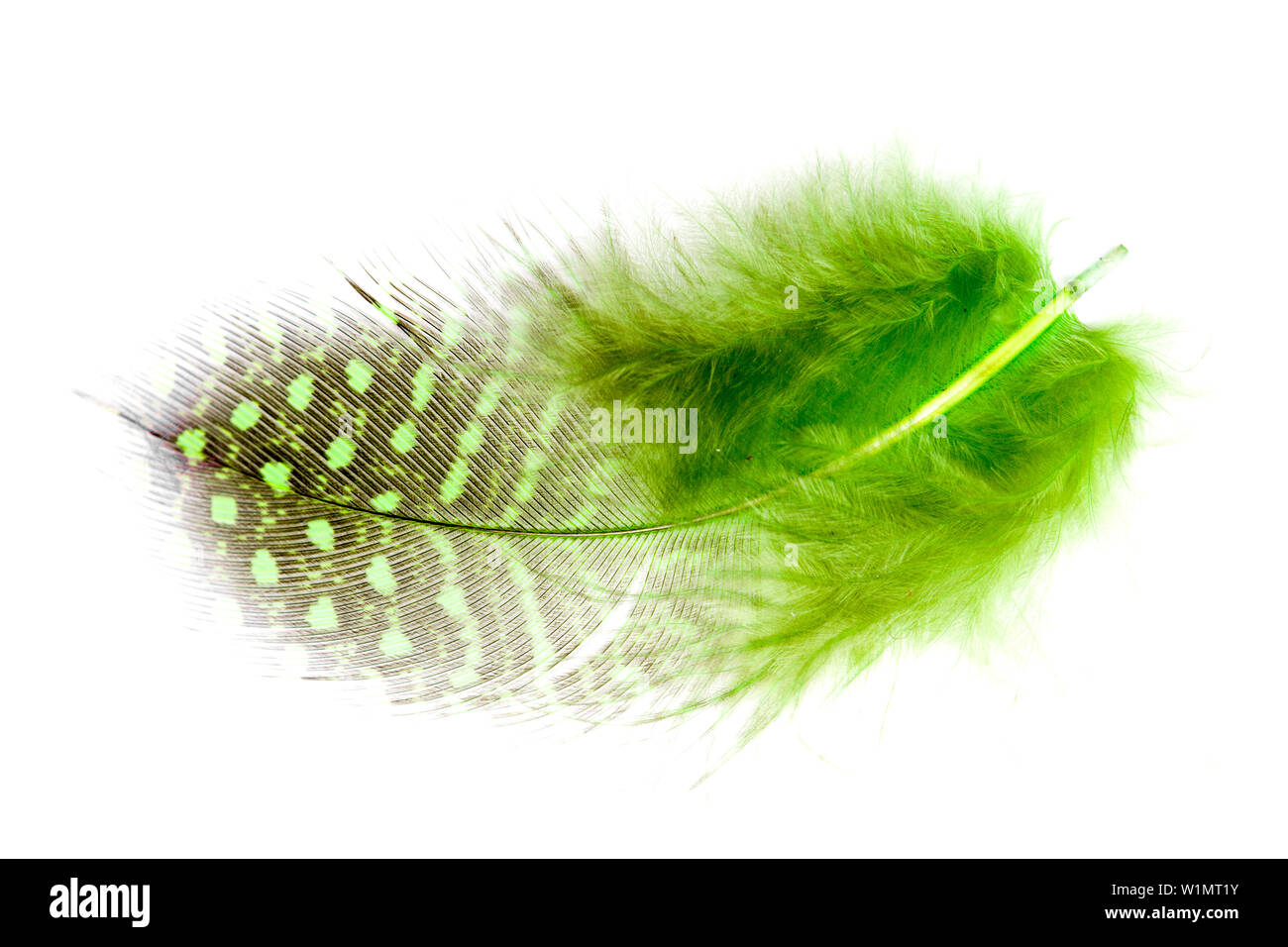 natural green feather isolated on white background Stock Photo - Alamy