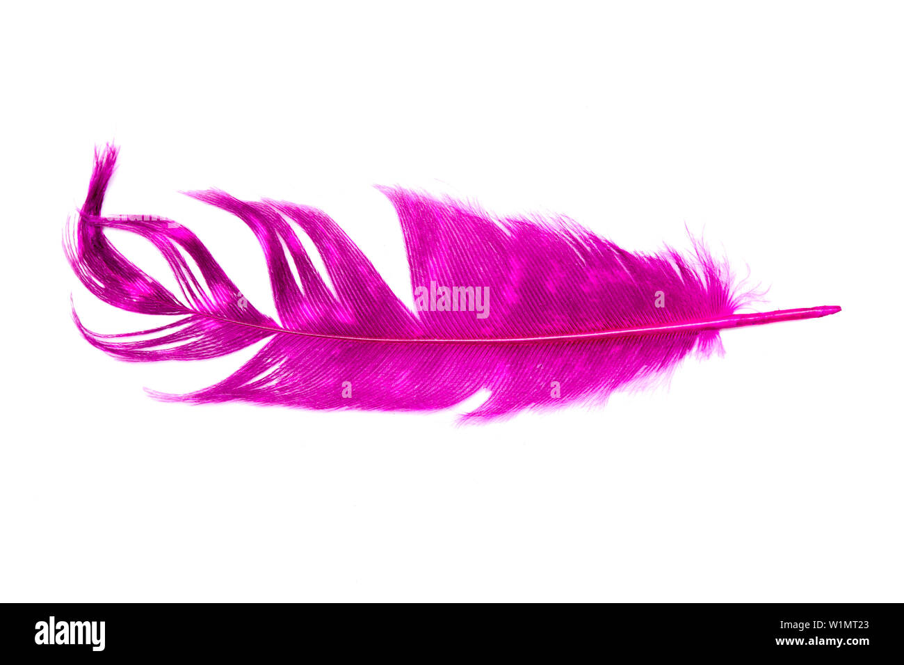 natural pink feather isolated on white background Stock Photo - Alamy