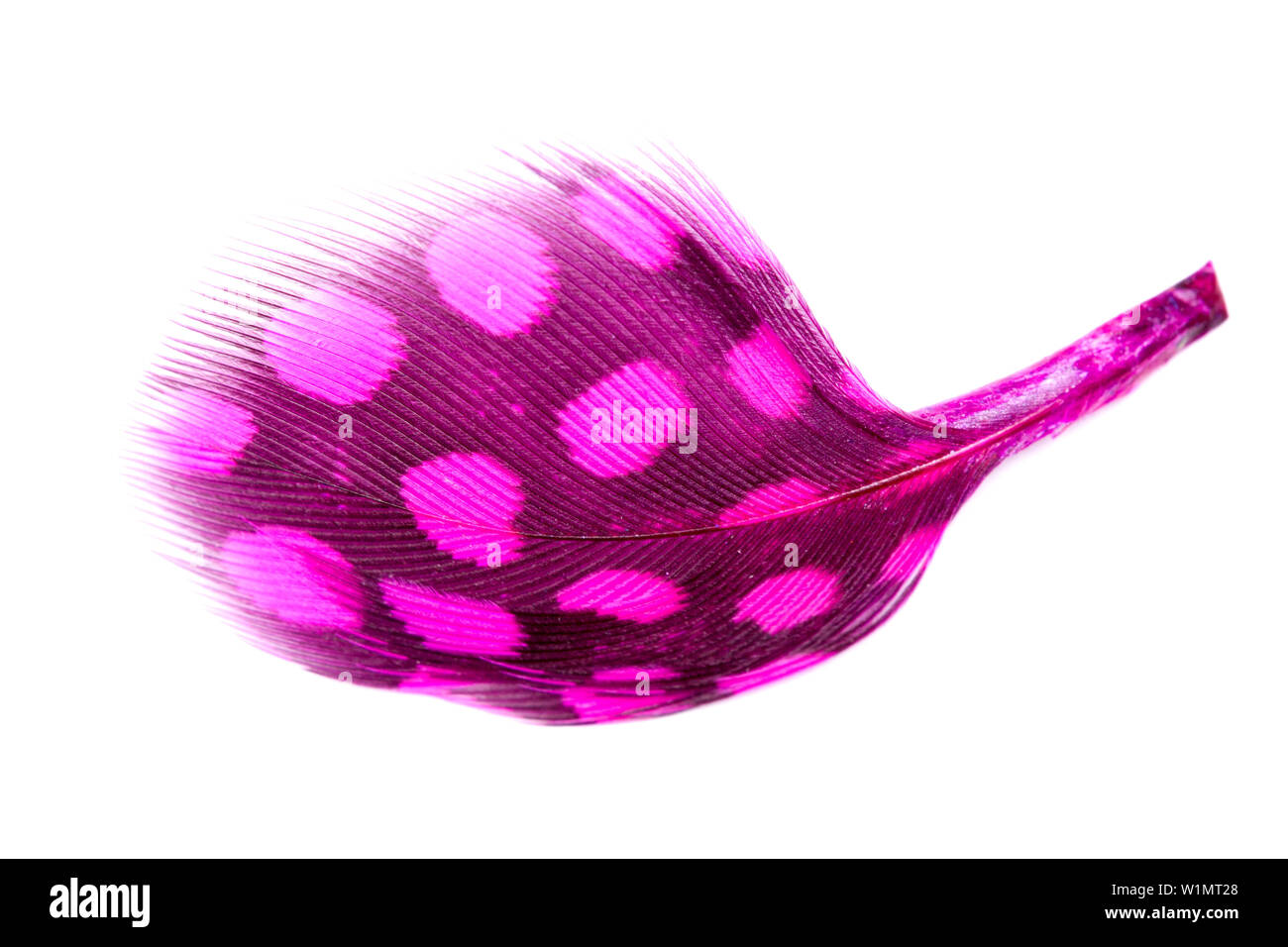 Feather boa isolated on white hi-res stock photography and images - Alamy