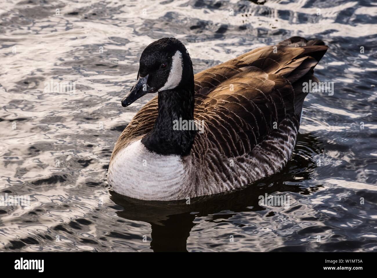 pool bird wildlife poultry swimming Stock Photo - Alamy