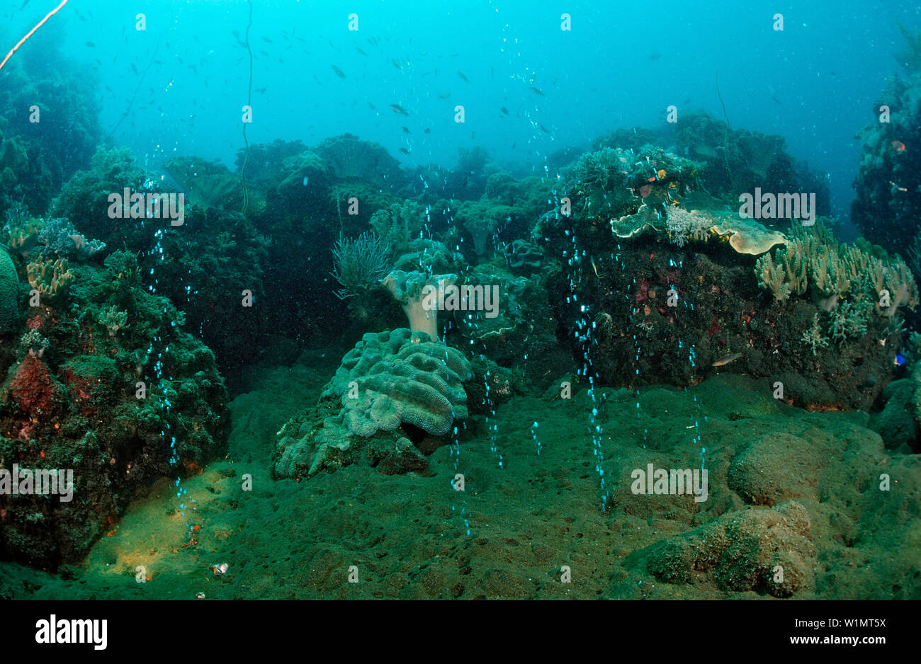 Volcanic gas bubbles, Volcano Island, Sangean, Indonesia Stock Photo ...