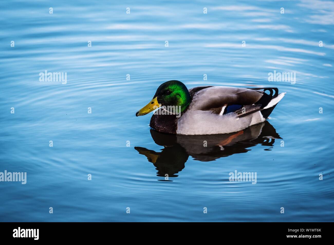 lake bird pool mallard water Stock Photo - Alamy