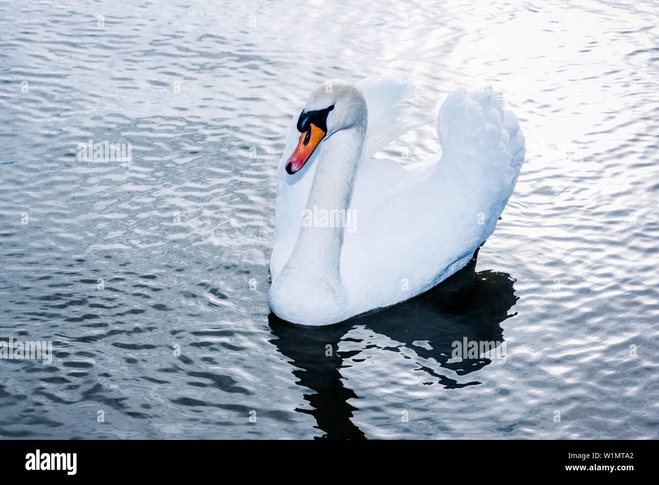 lake swan water nature bird Stock Photo - Alamy