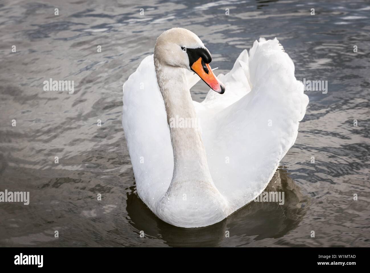 bird water lake swan floating Stock Photo - Alamy