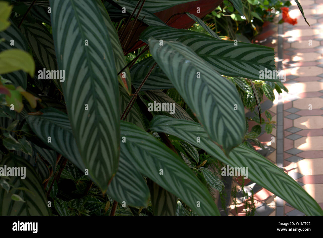 Image of the leaves of maranta or prayer plant, a natural background ...