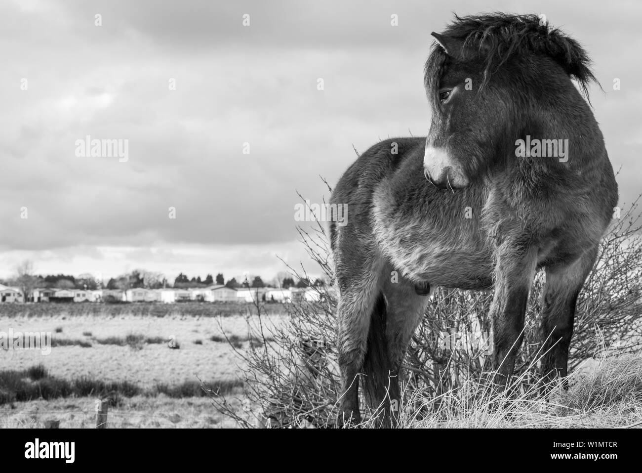 monochrome mammal cavalry animal Stock Photo - Alamy