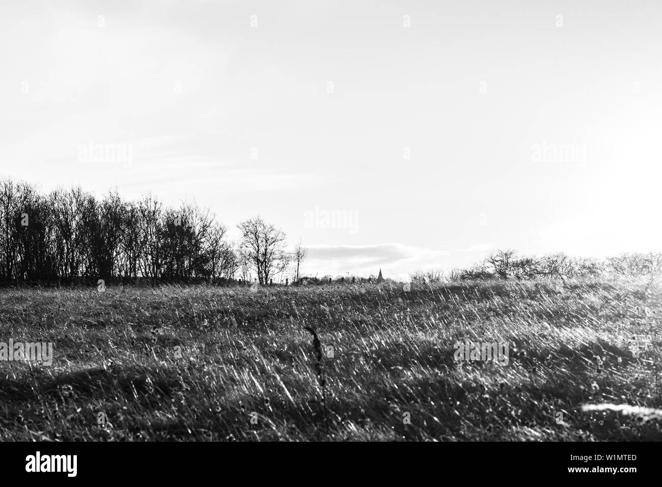 Monochrome tree Black and White Stock Photos & Images - Alamy