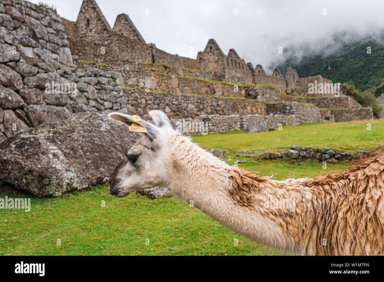 Llama in a Machu Picchu afternoon, Peru Stock Photo - Alamy
