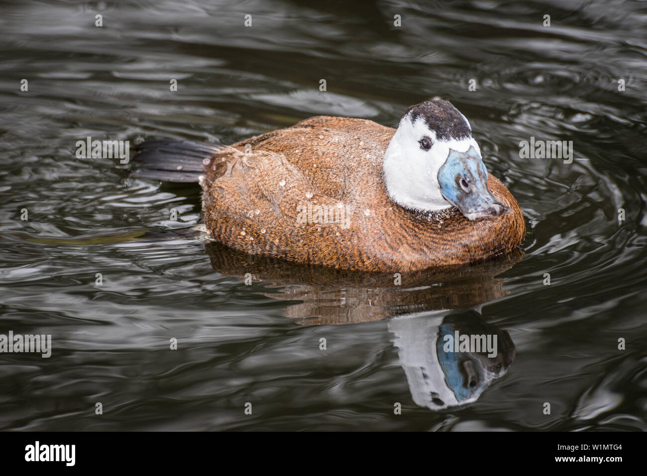 pool bird water river swimming Stock Photo - Alamy