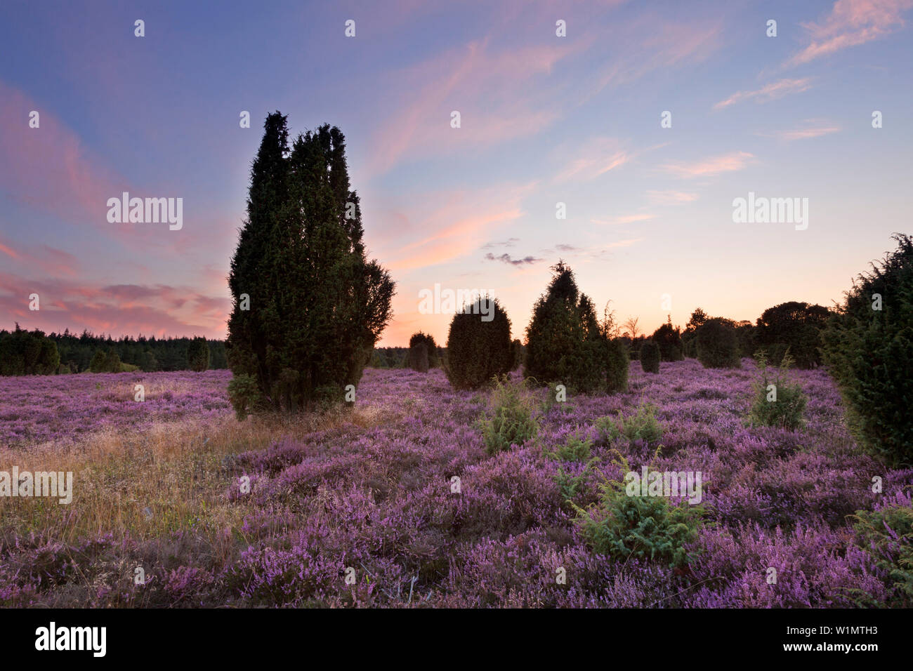 Lueneburger heide hi-res stock photography and images - Alamy