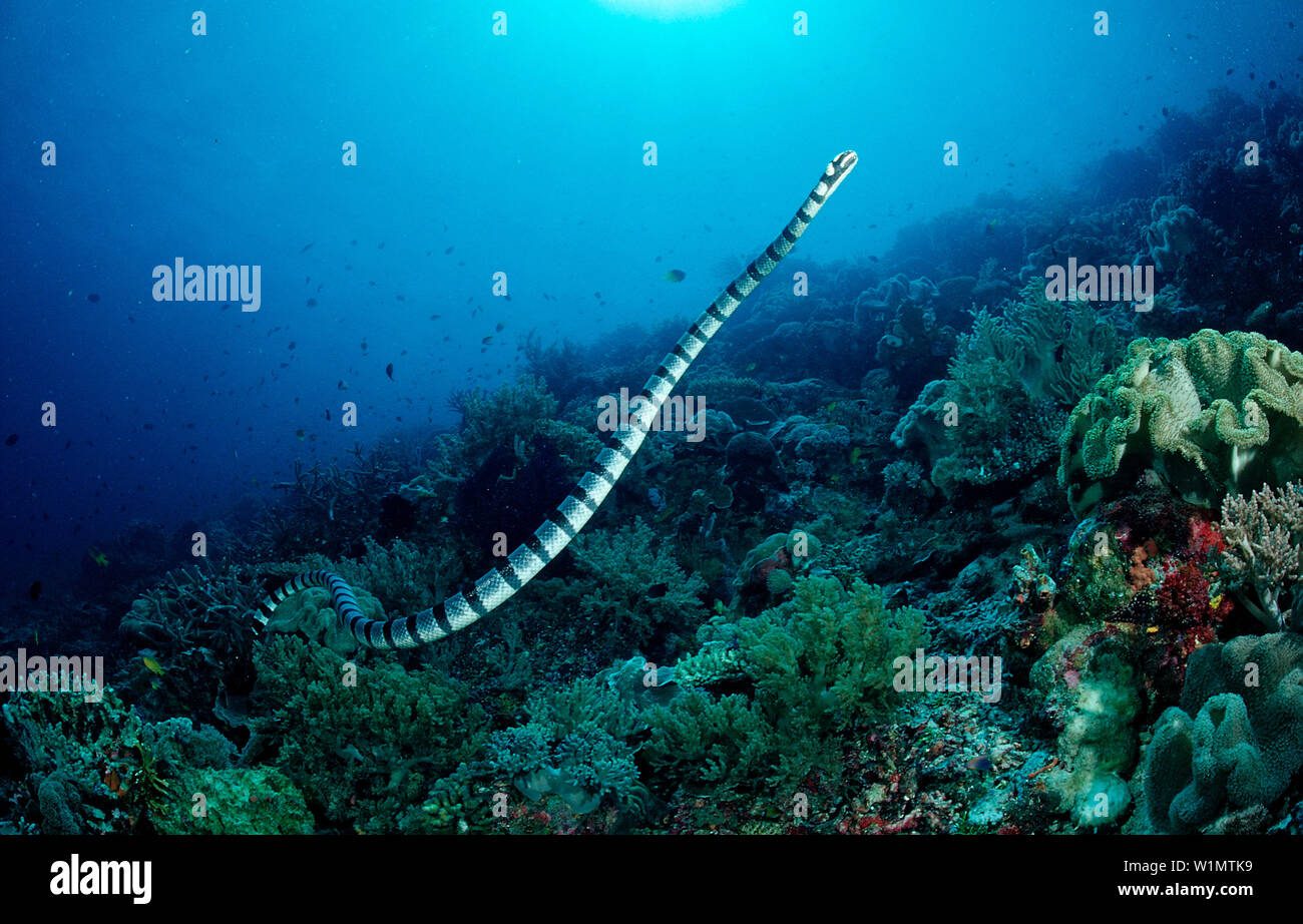 Indonesia sea snake snakes hi-res stock photography and images - Alamy
