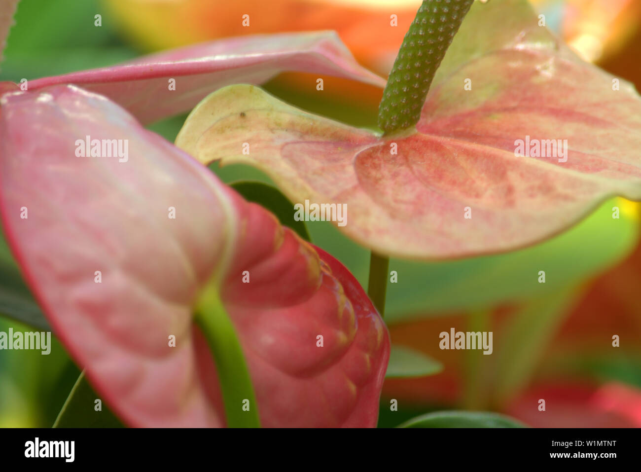 Image of a flowering bract of anthurium or red peace lily Stock Photo ...