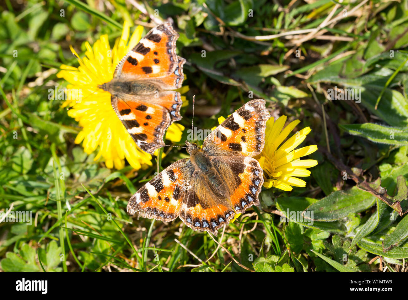 Insect testing hi-res stock photography and images - Alamy