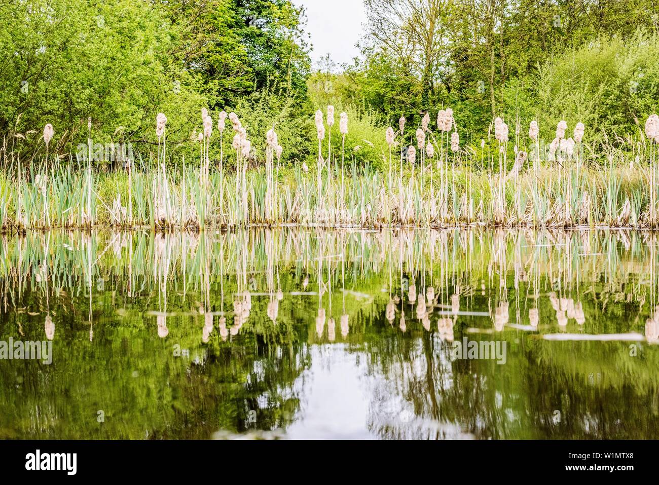 wood grass summer reflection leaf Stock Photo - Alamy