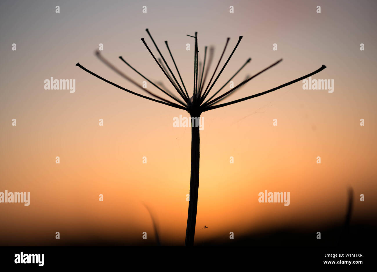 light nature backlit sky sunset Stock Photo - Alamy