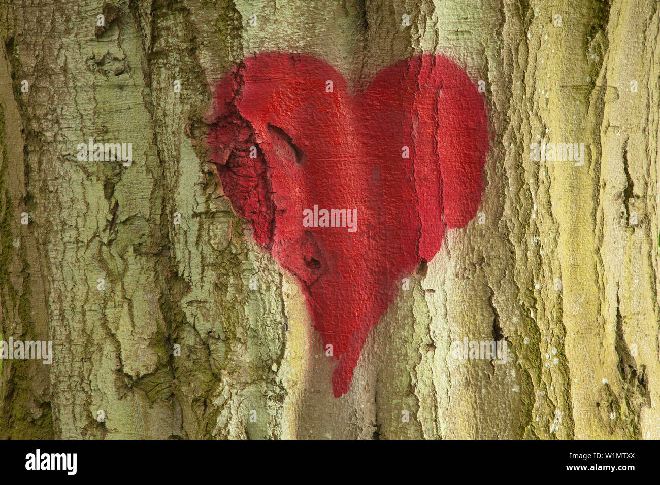 Red Leaved Beech High Resolution Stock Photography and Images - Alamy