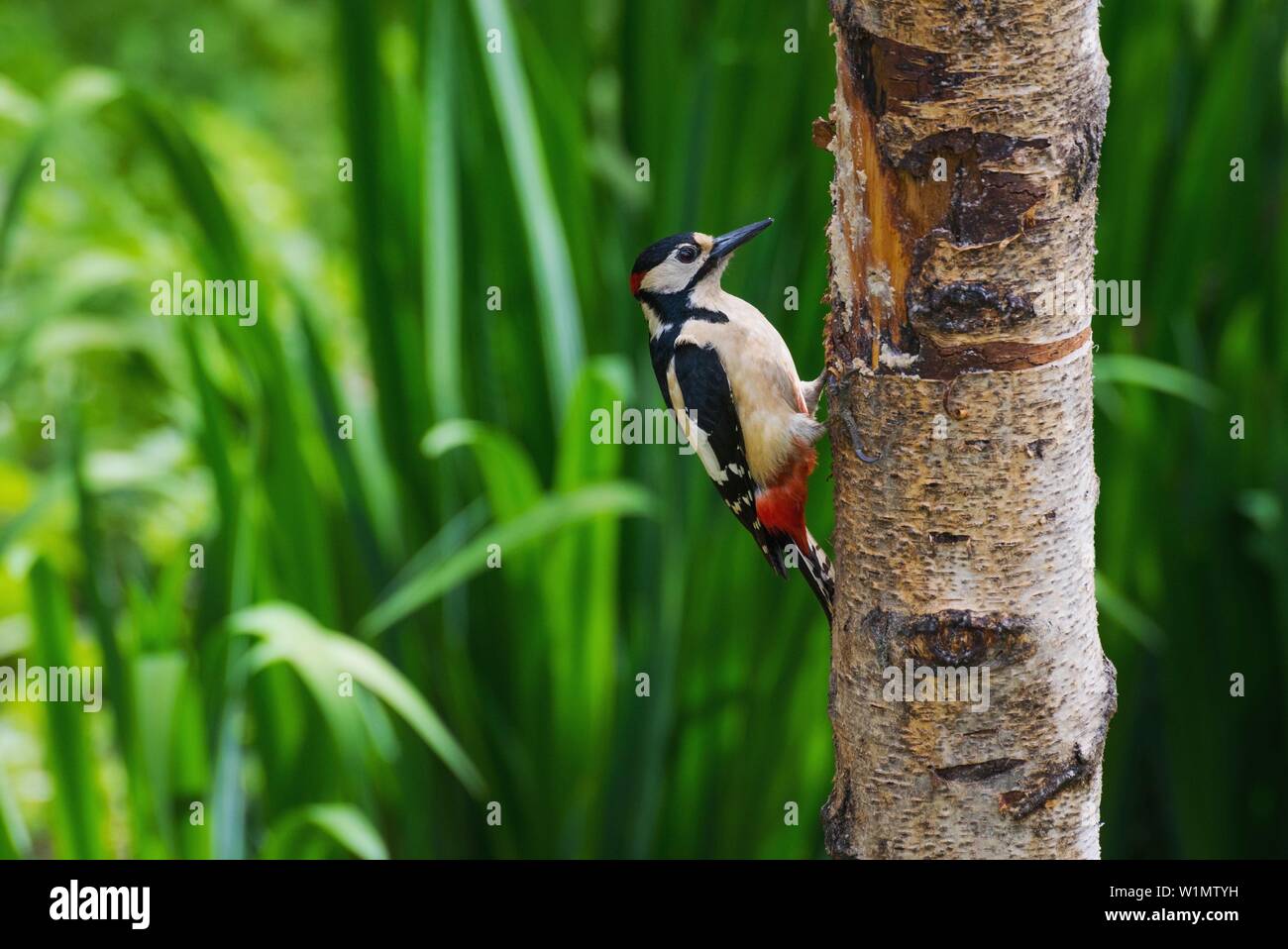 wildlife nature bird outdoors Stock Photo - Alamy