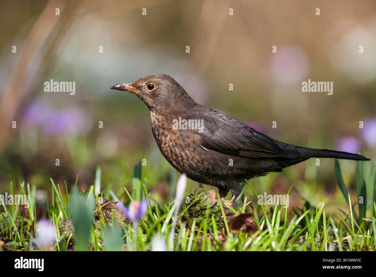 Black bird female hi-res stock photography and images - Alamy