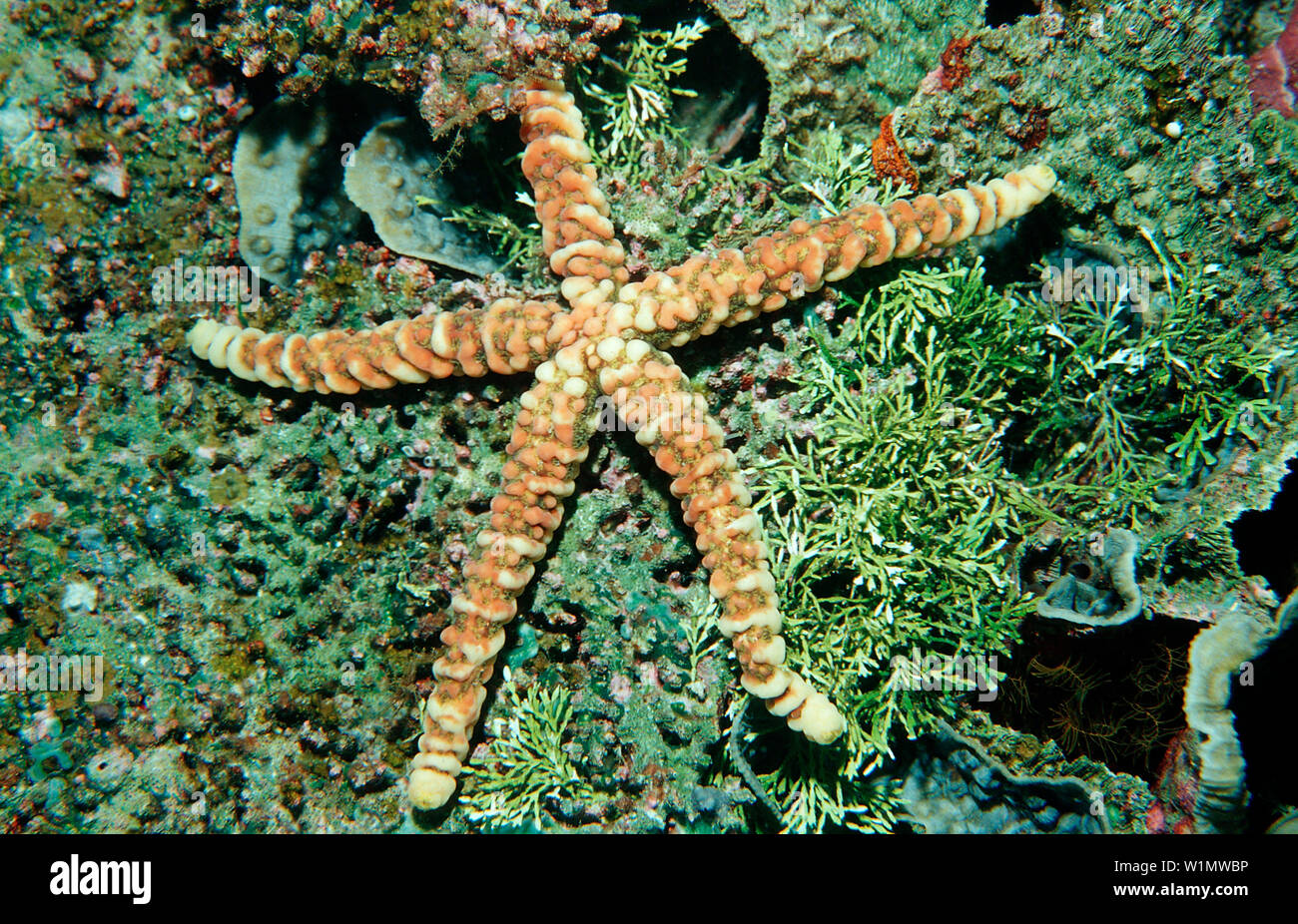 Starfish, Asteroidea, Indonesia, Wakatobi Dive Resort, Sulawesi, Indian Ocean, Bandasea Stock ...