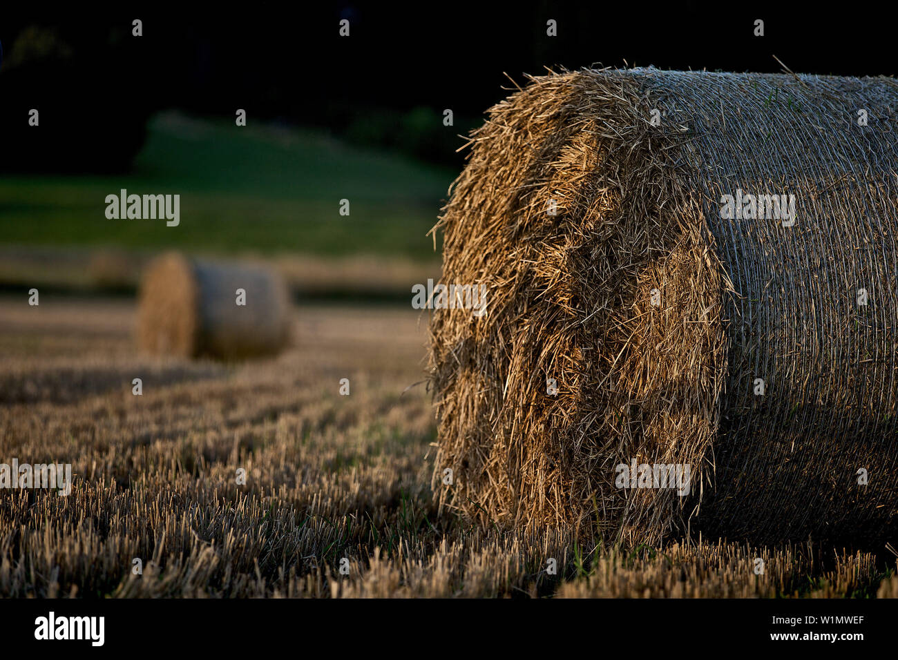 Round bale on a field Stock Photo - Alamy