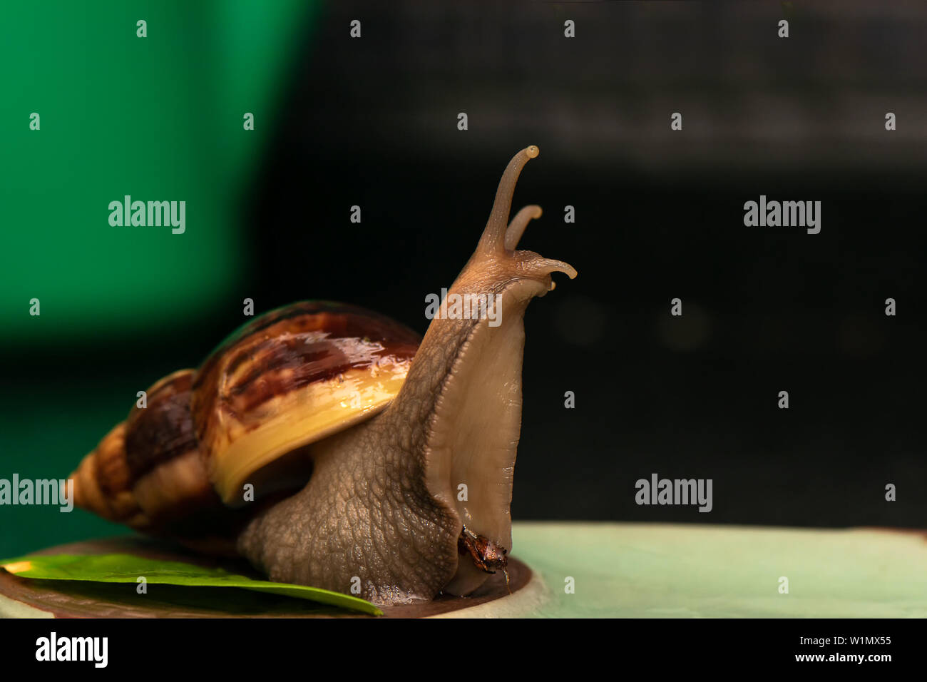 Giant african snail hi-res stock photography and images - Alamy