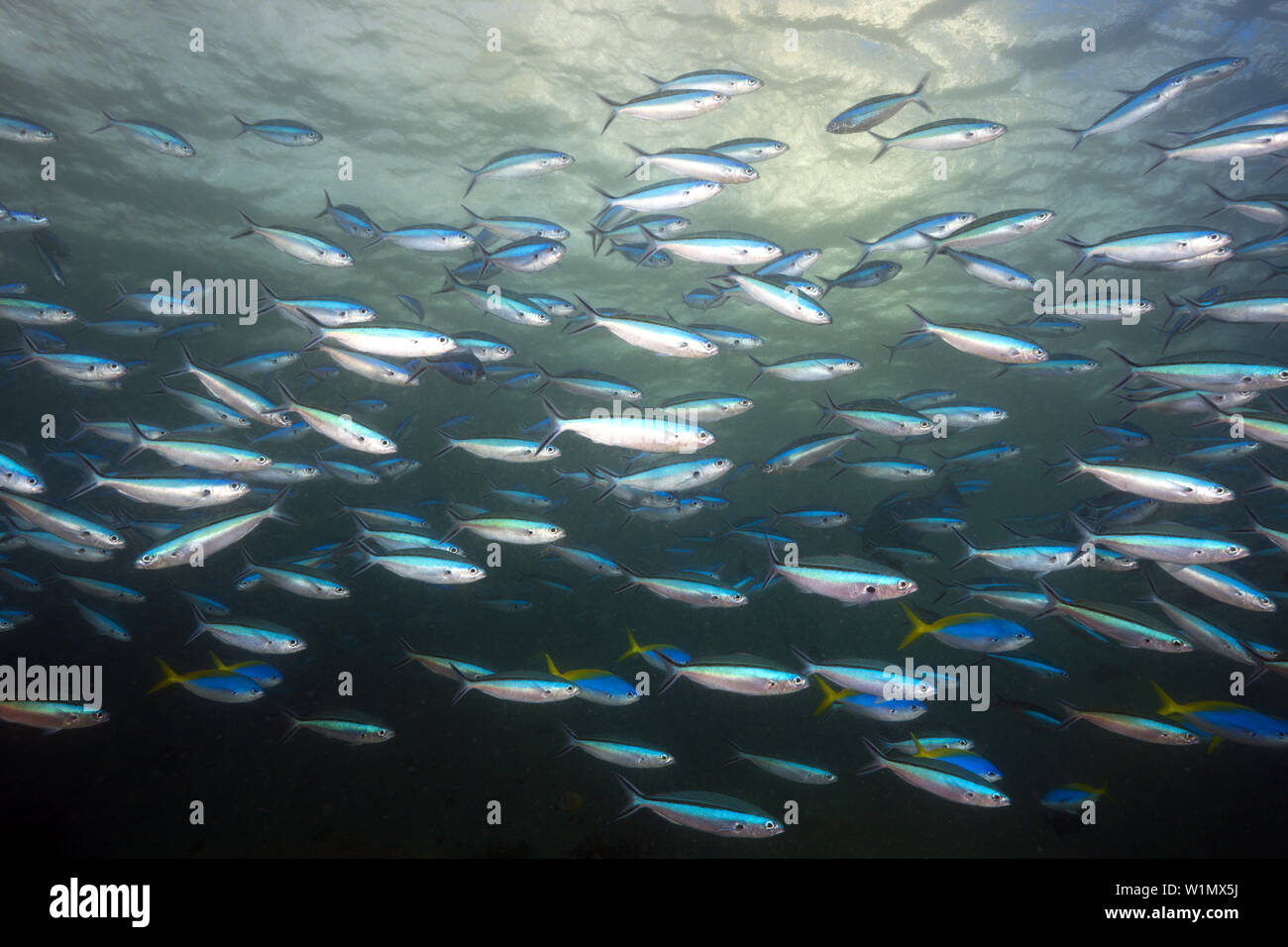 Shoal of Neon Fusilier, Pterocaesio tile, Triton Bay, West Papua ...