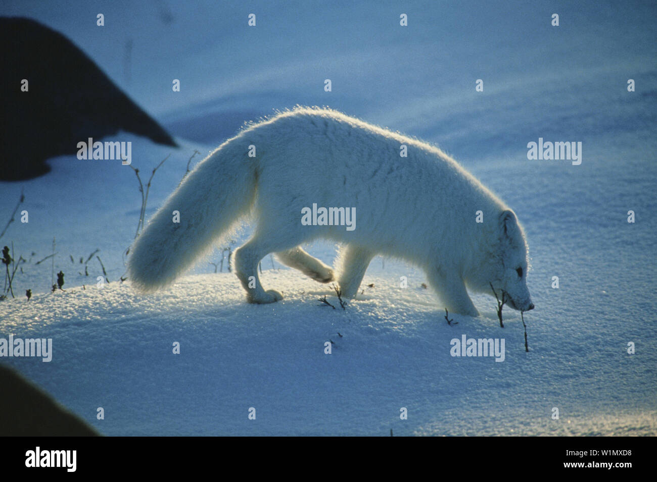 Polarfuchs hi-res stock photography and images - Alamy