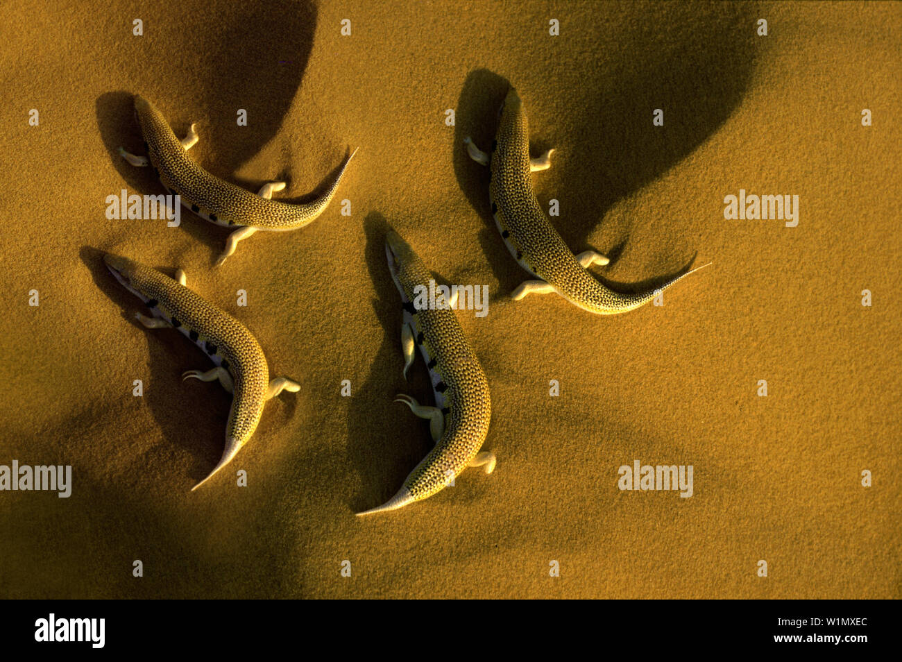 Sandfish hi-res stock photography and images - Alamy