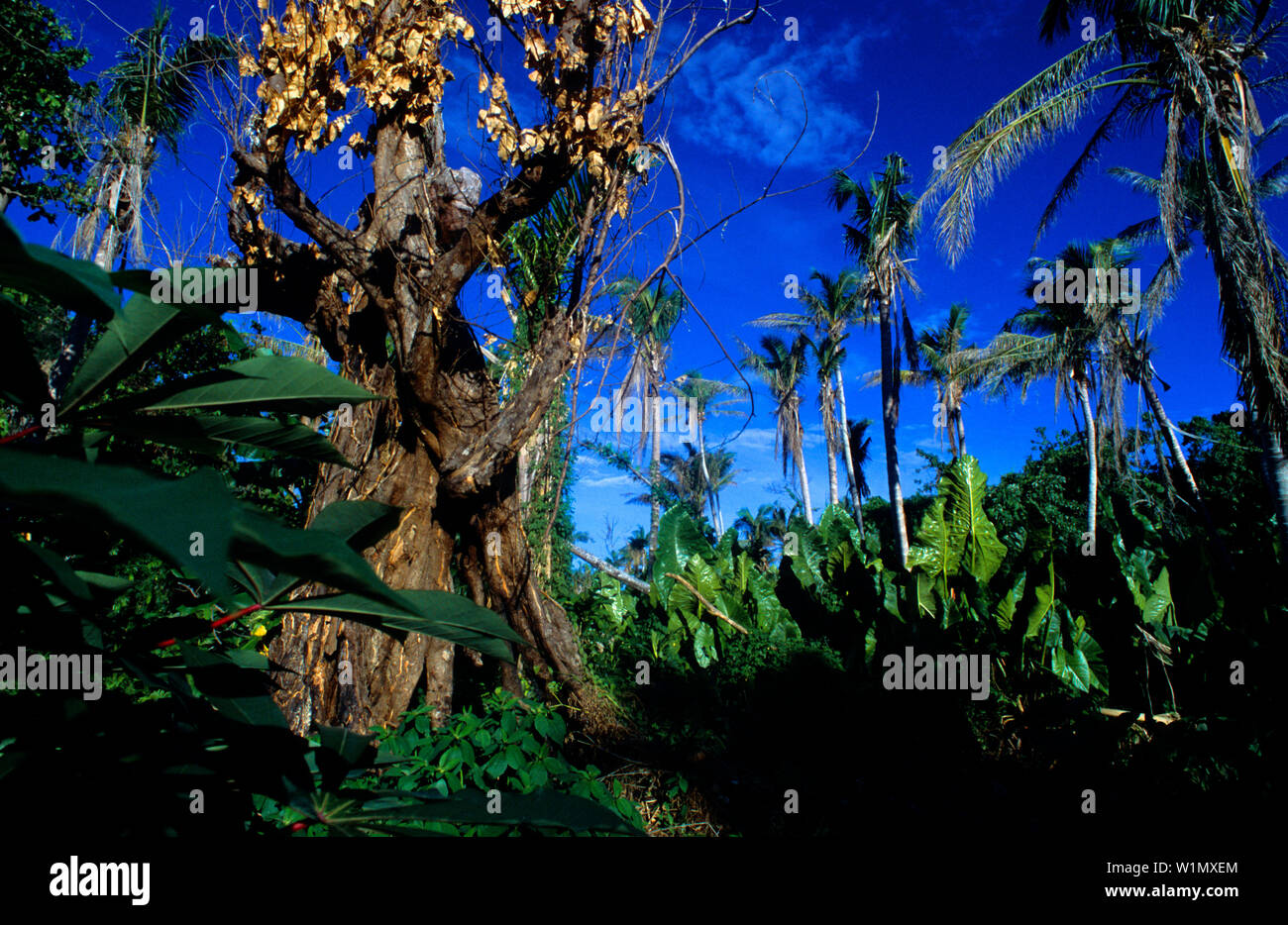 Tikopia solomon islands hi-res stock photography and images - Alamy