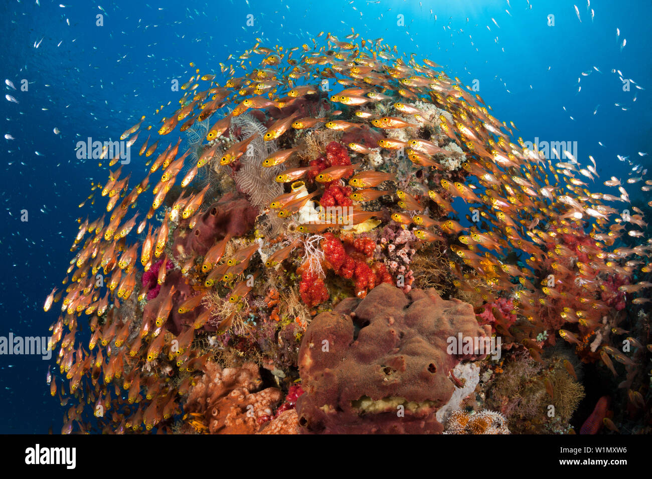 Glassy Sweepers in Coral Reef, Parapriacanthus ransonneti, Komodo ...