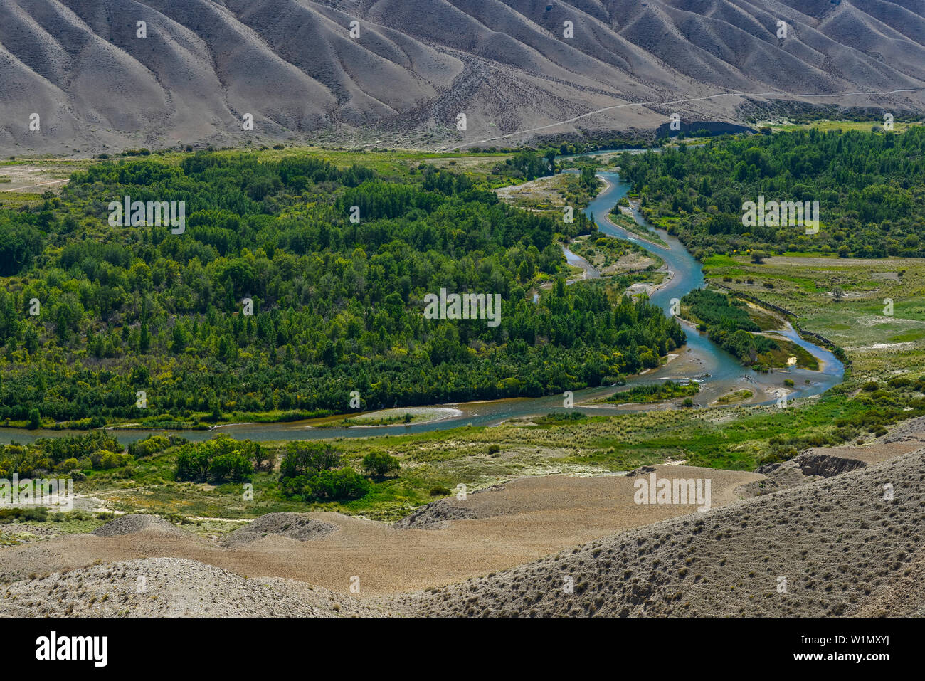 Oasis with primeval forest from ice-age with ancient turanga and ash ...
