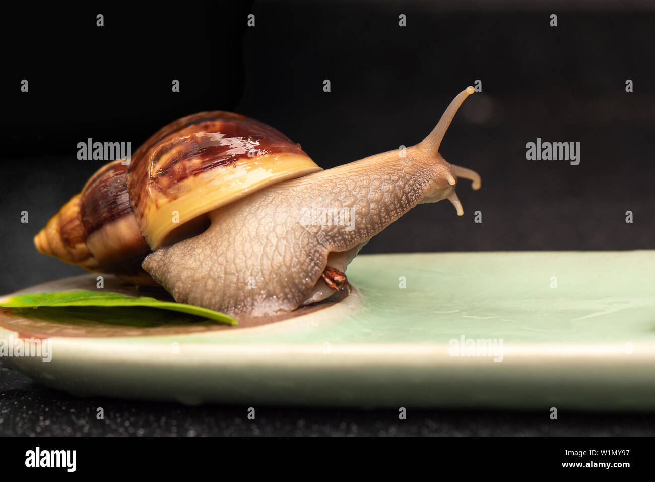 Big snail hi-res stock photography and images - Alamy
