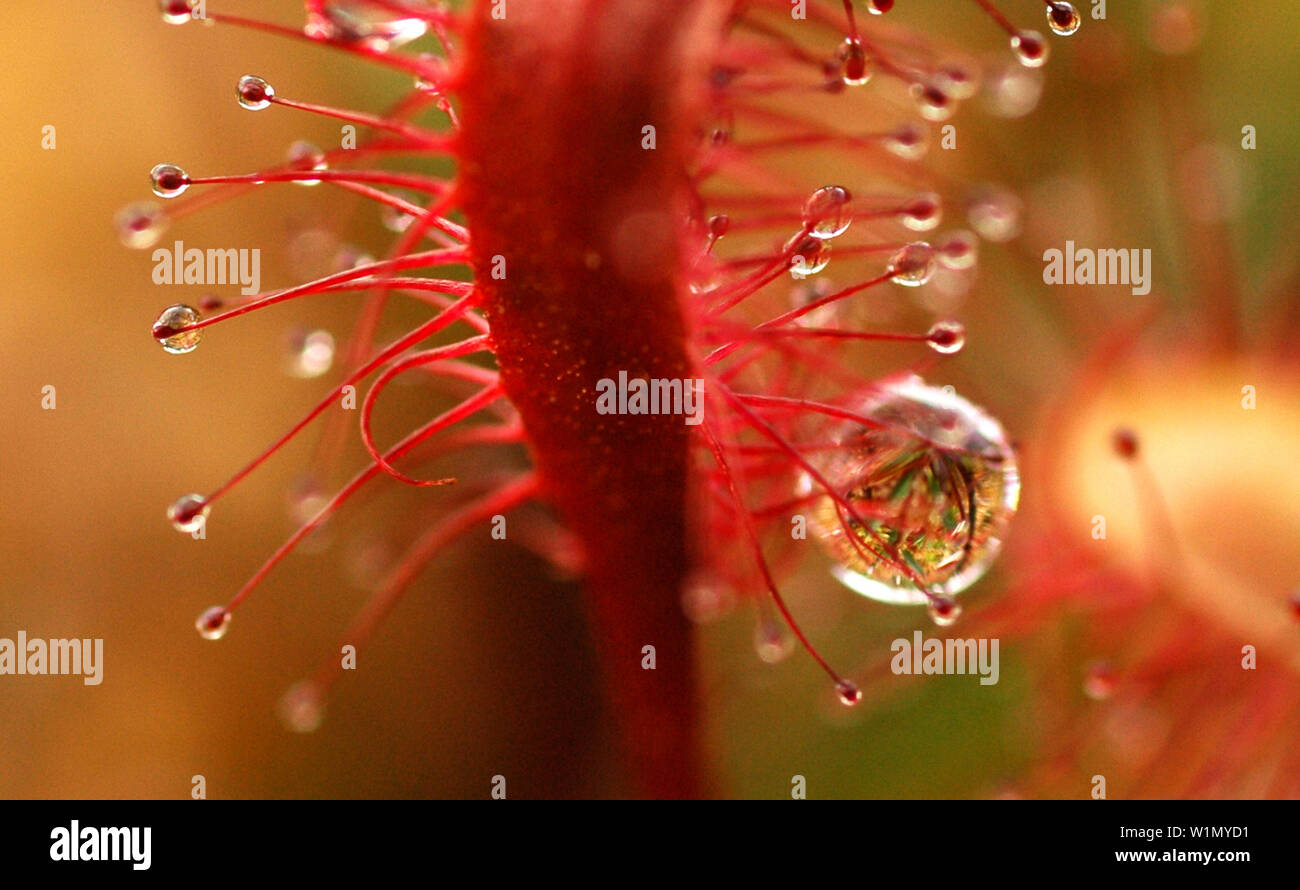 plant with insect in Viru Raba, Lahemaa, Estonia Stock Photo - Alamy