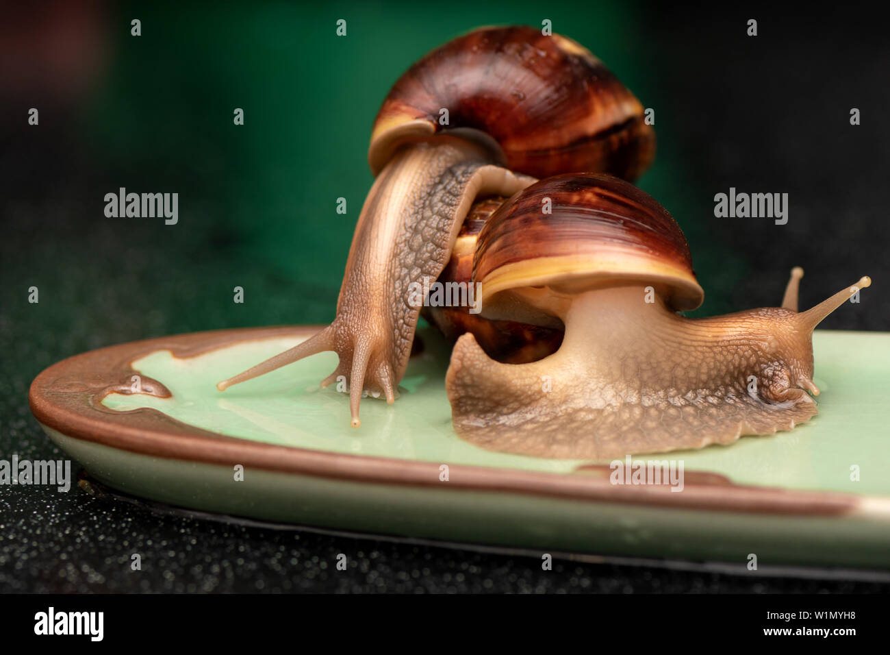 Giant African Snails High Resolution Stock Photography and Images - Alamy