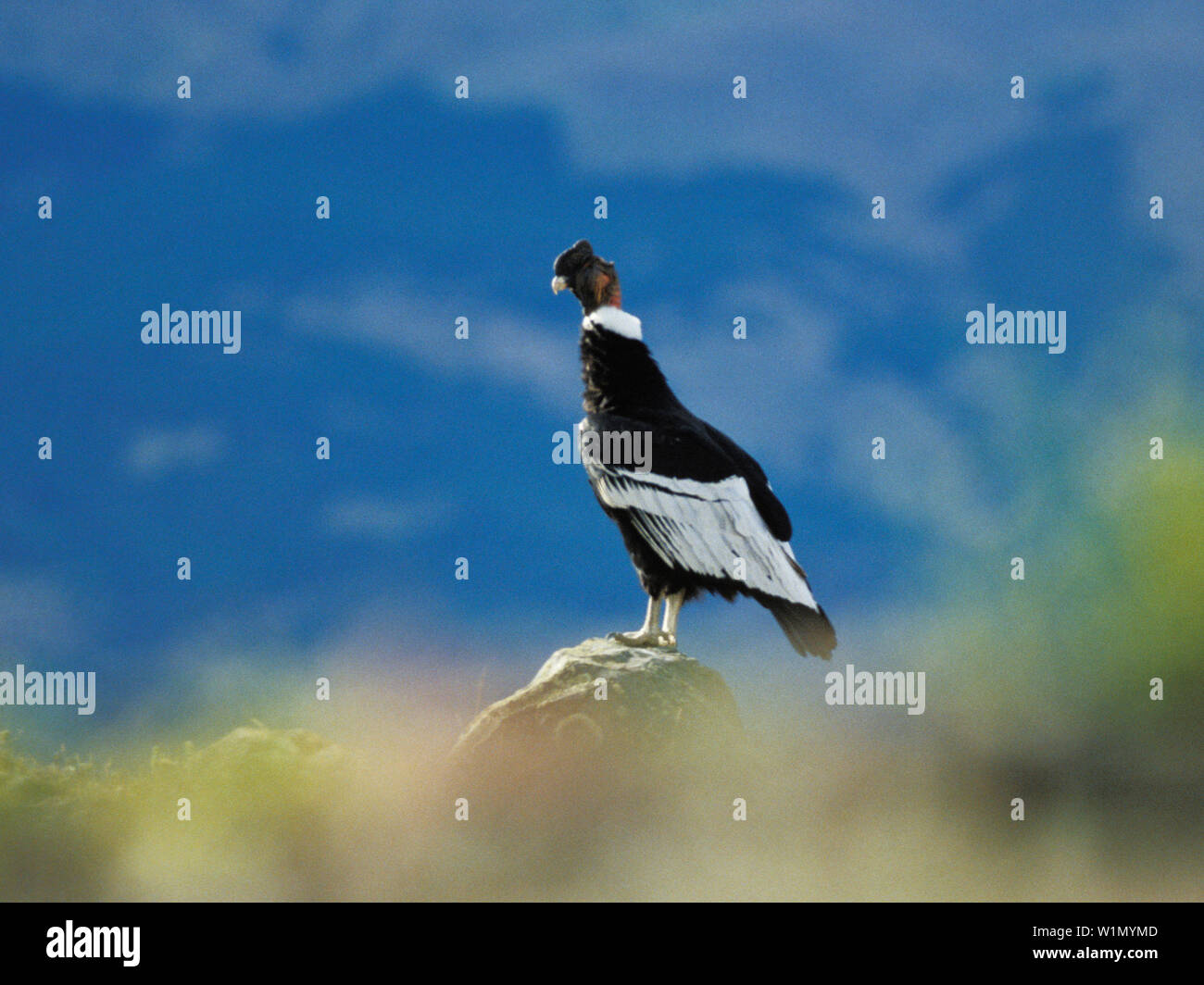 Andean Condor, Vultur gryphus, Torres del Paine Nationalpark, Patagonia ...