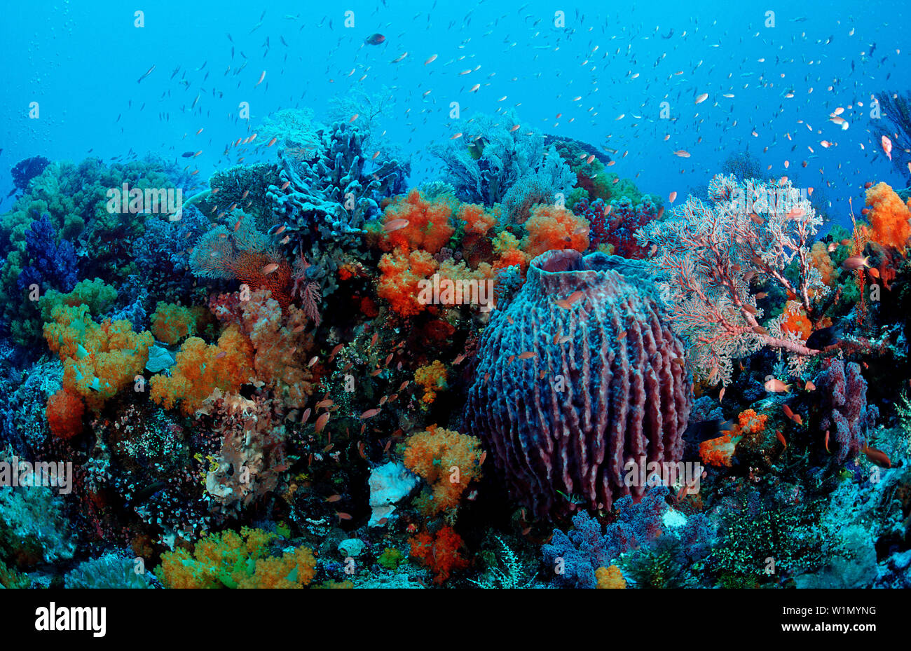 Korallenriff, Coral reef Stock Photo - Alamy