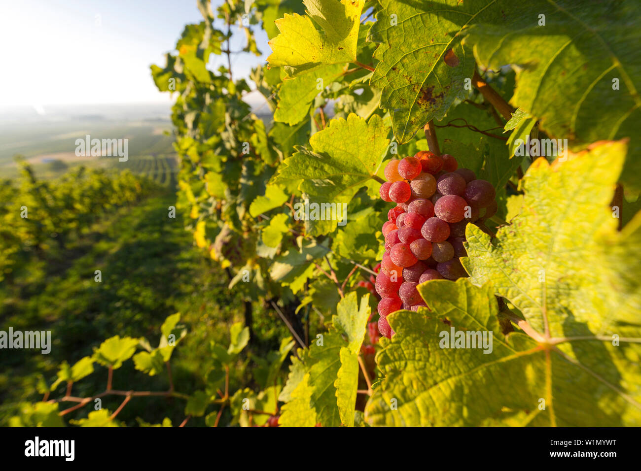 Vienna basin hi-res stock photography and images - Alamy