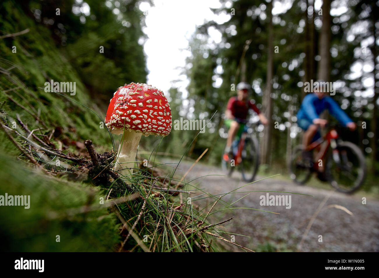 Cyclist riding past a fly agaric Stock Photo - Alamy