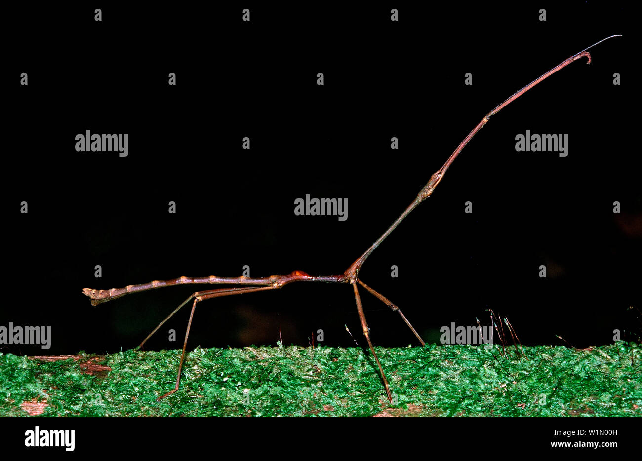 Stick insect borneo hi-res stock photography and images - Alamy